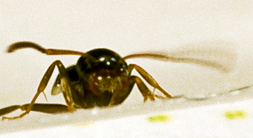 Ant trails - Morganica