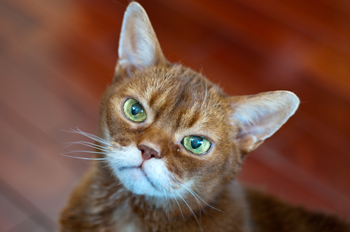 Rajah ends with the cat food – Morganica